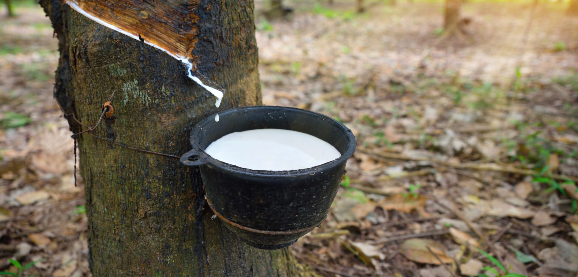 Pirelli acquires Brazil-based natural rubber producer Hevea-Tec | Tire ...