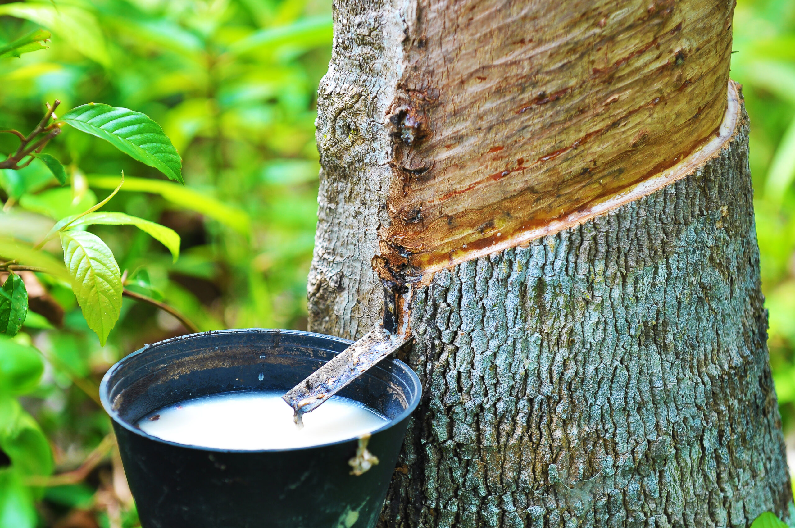 SMX shares results of industrial marking process for natural rubber ...