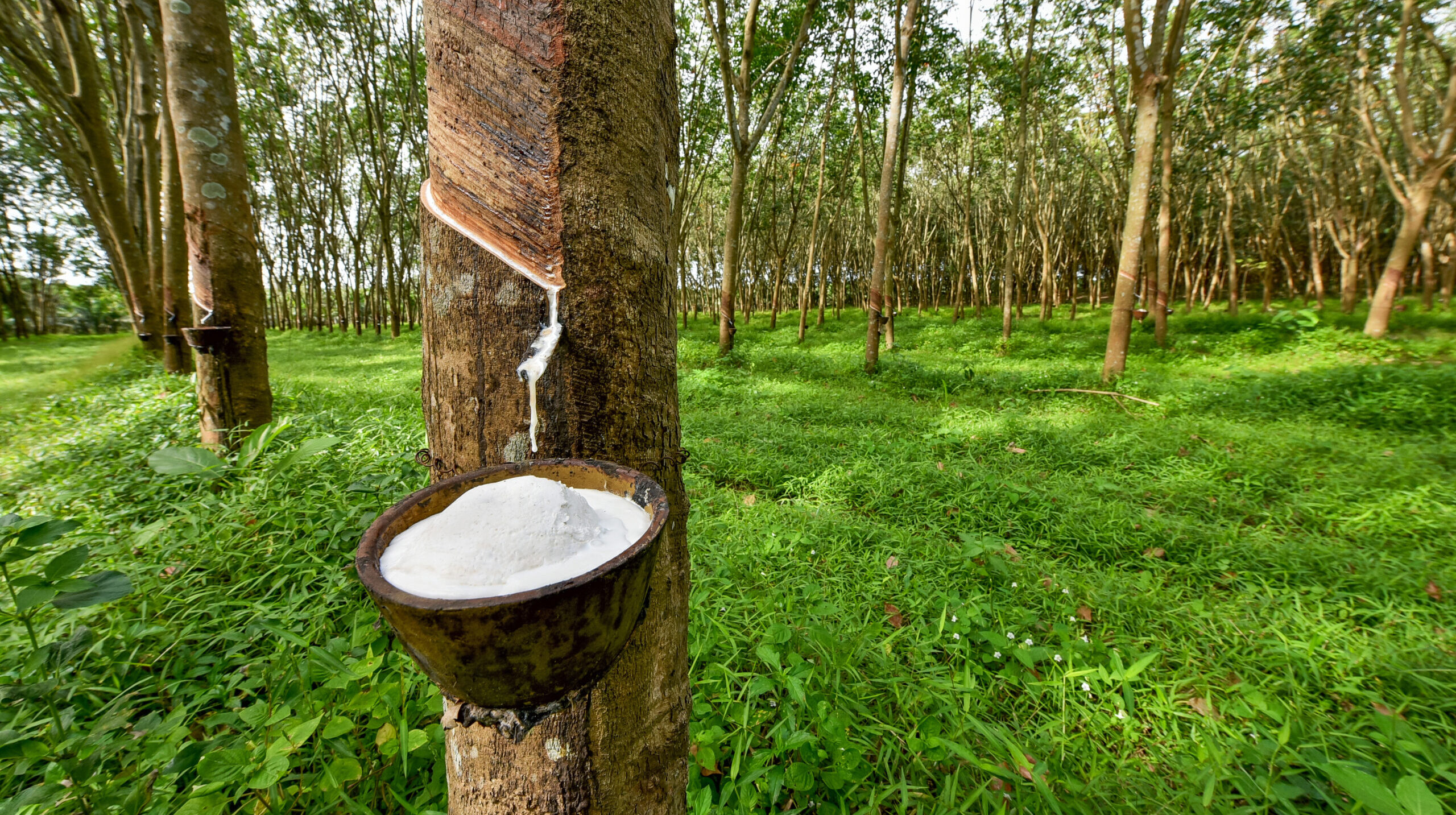 RubberWay Geo-Mapping implemented by Yokohama for sustainable natural ...